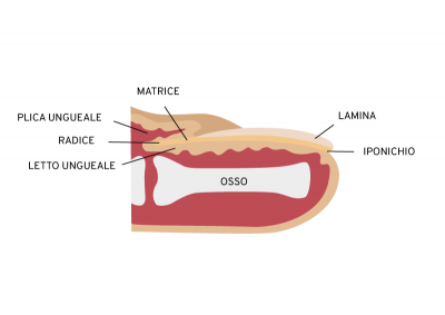 Anatomia dell'Unghia • Nail • Estetispa | Estetispa Academy Anatomia ...